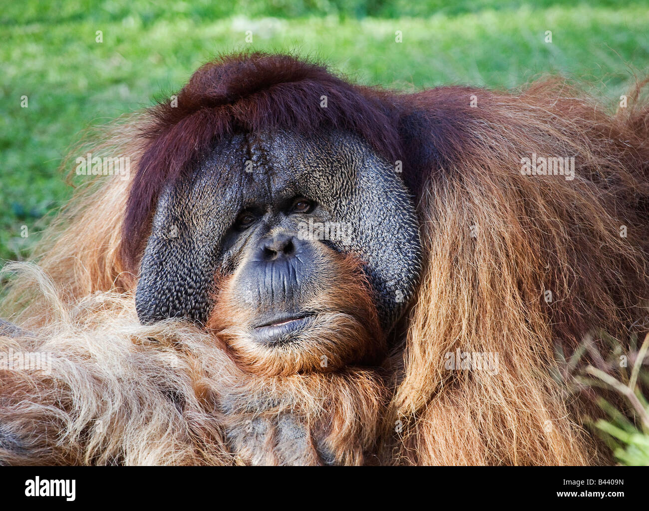 Orangutans pongo primate species hi-res stock photography and images ...