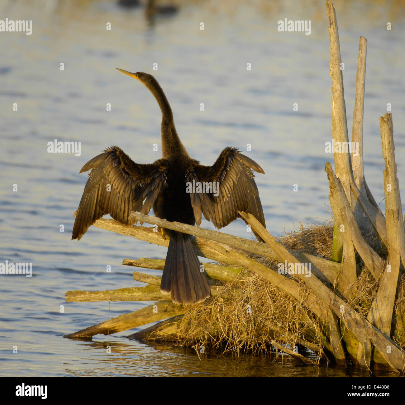 Anhinga drying feathers hi-res stock photography and images - Alamy