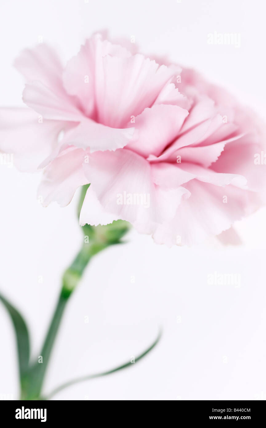 Pink Carnation Flower Stock Photo - Alamy