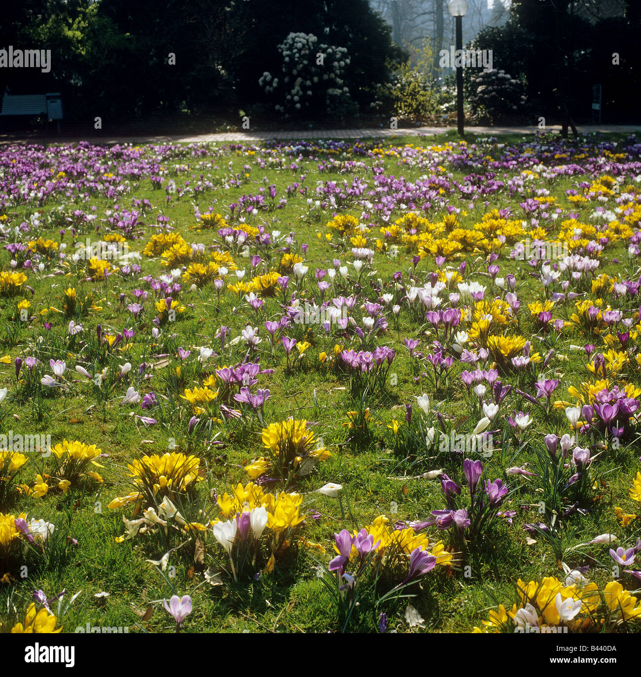Many white yellow crocuses hi-res stock photography and images - Alamy