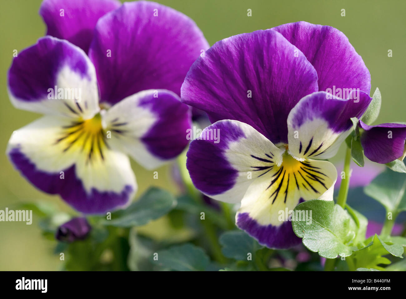 pansy violet - blossom Stock Photo - Alamy