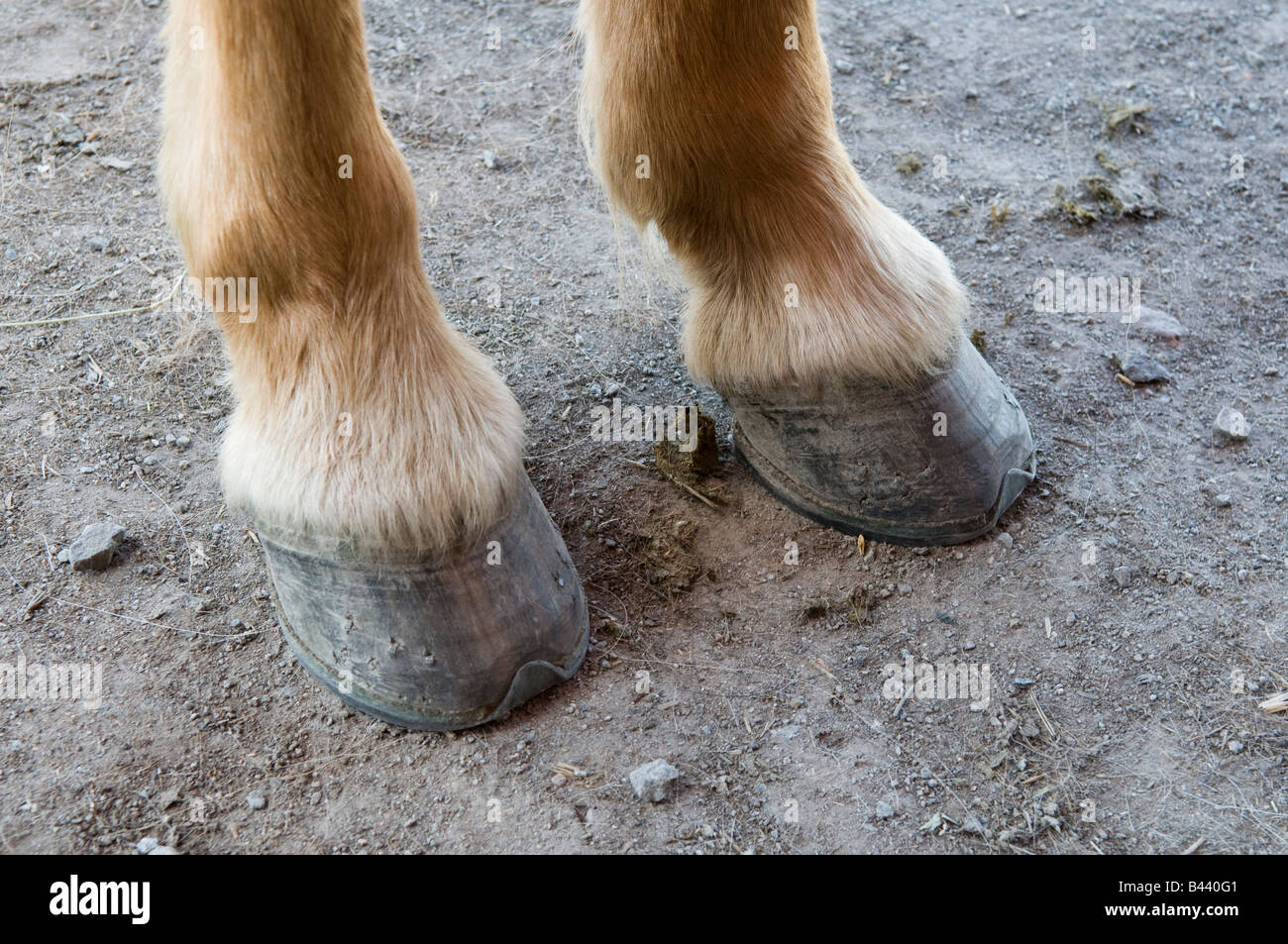 Horse leg hoofs hi-res stock photography and images - Alamy