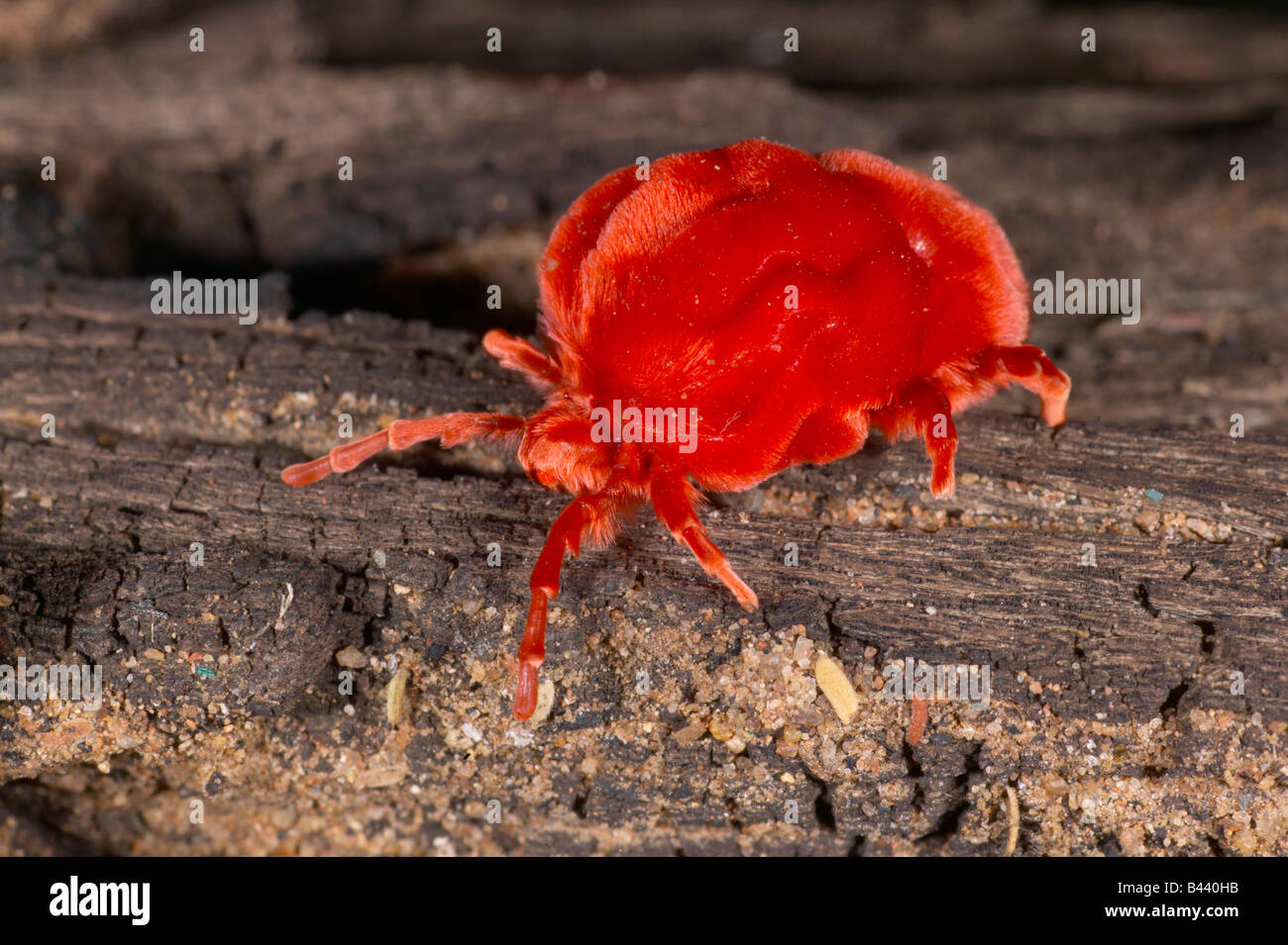 Red Velvert Mite (Dinothrombium tinctorium Stock Photo - Alamy