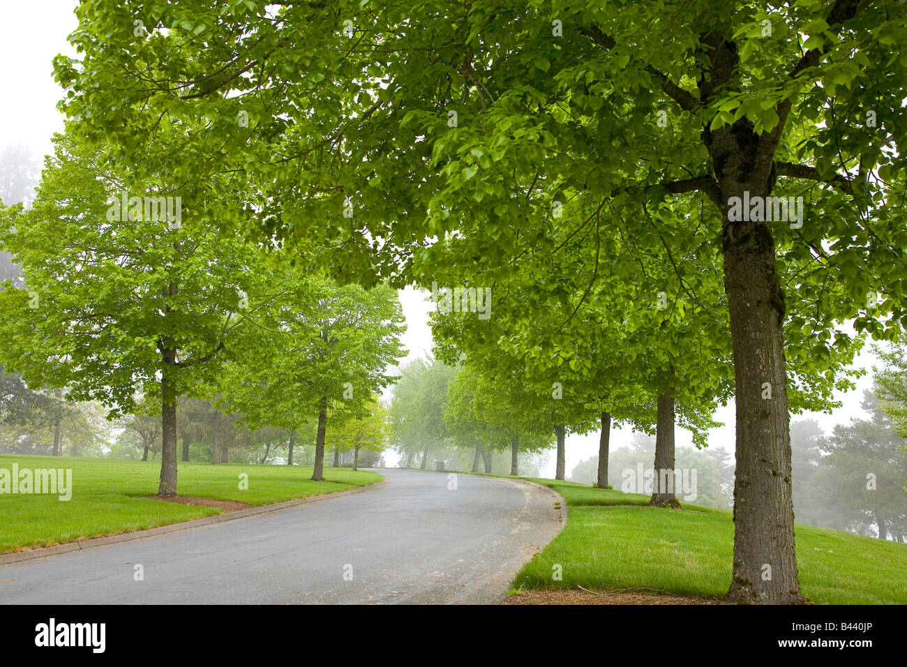 Tree lined road Stock Photo - Alamy