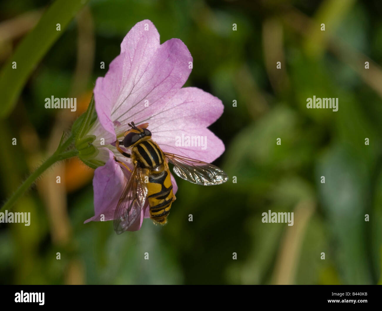 Hoverfly flower hi-res stock photography and images - Alamy