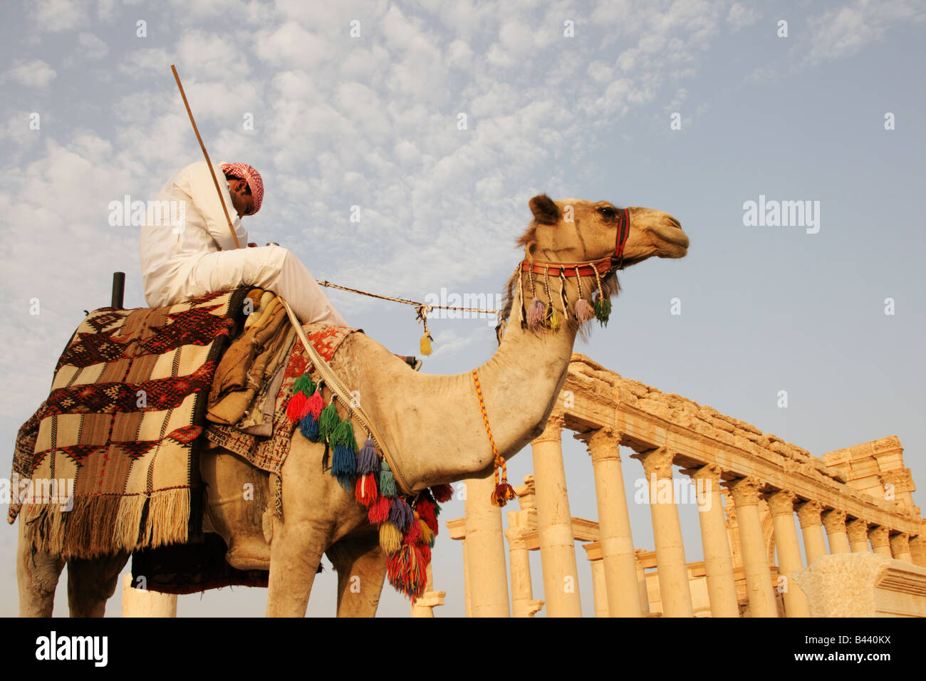 Camel at the ruins of Palmyra, Syria Stock Photo - Alamy