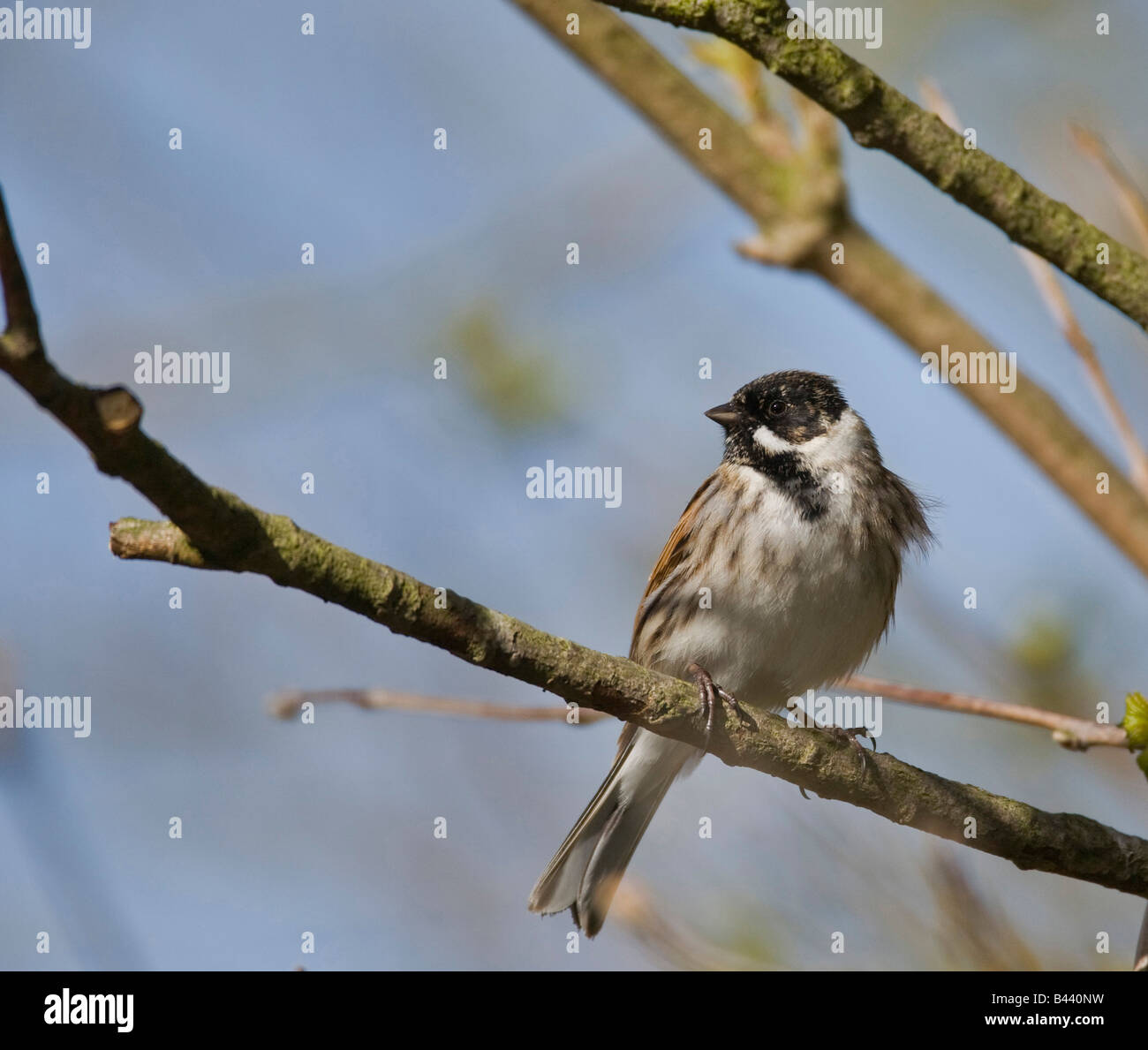 Reed Bunting on branch Stock Photo - Alamy
