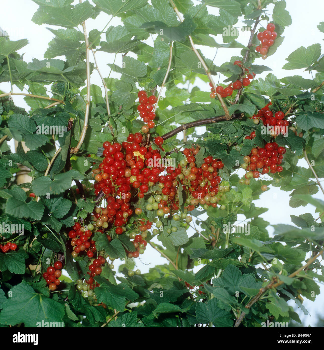 Red rubrum hi-res stock photography and images - Alamy