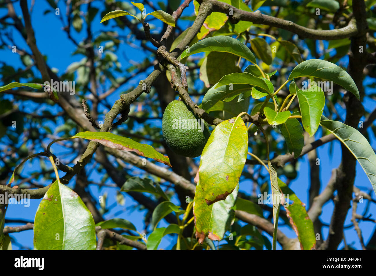 avocado growing on a tree Stock Photo - Alamy