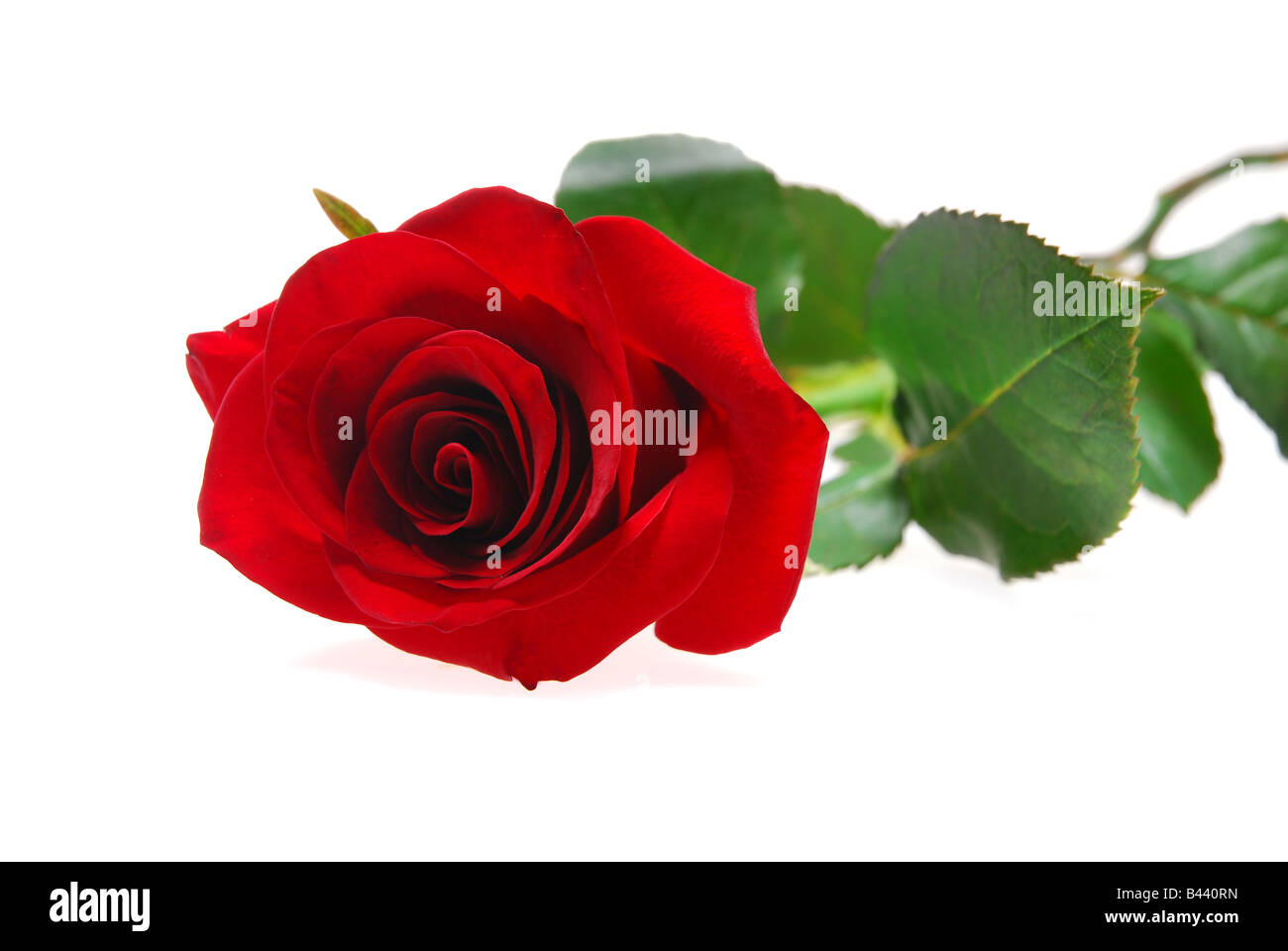 Red rose isolated on white Stock Photo - Alamy