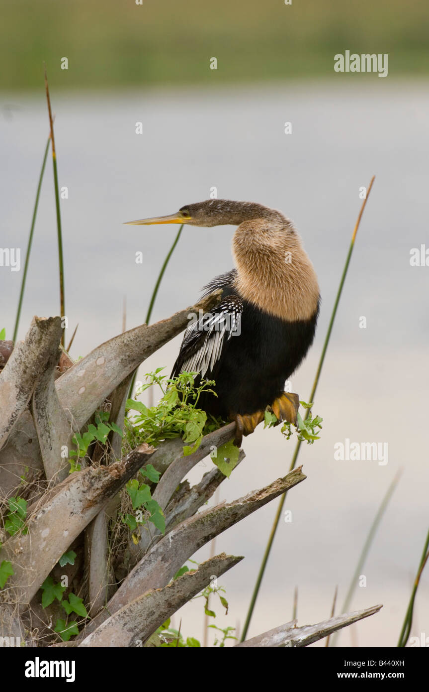 Anhinga drying feathers hi-res stock photography and images - Alamy