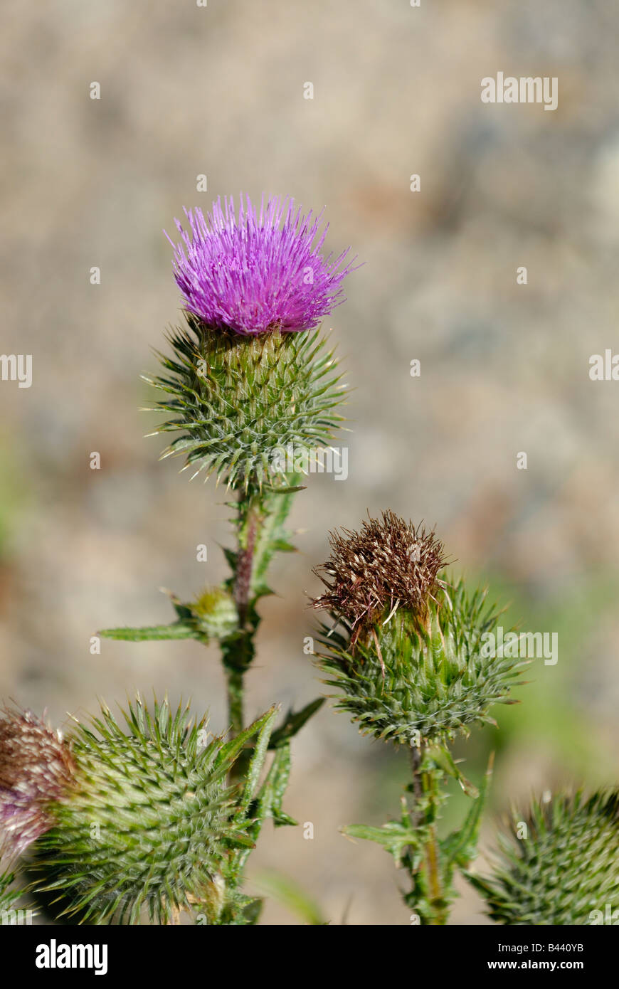 Canada thistle hi-res stock photography and images - Alamy