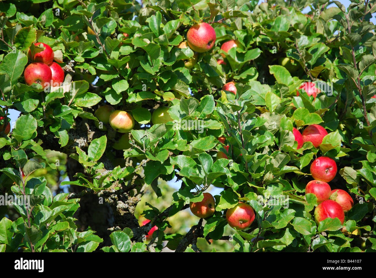 Apples growing trees hi-res stock photography and images - Alamy