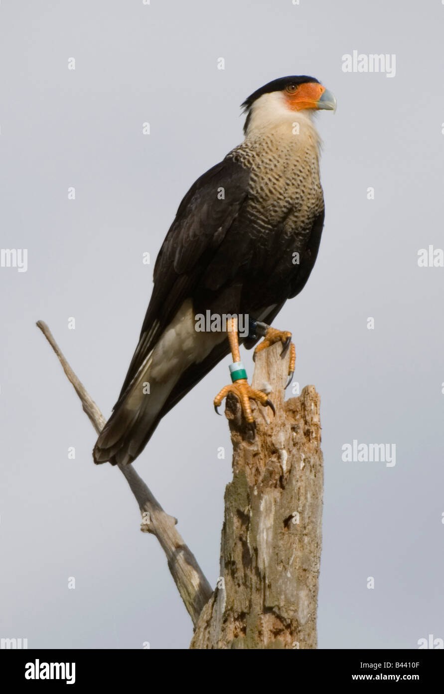 Feather vertical card eye eyes feather feathers stalking hunting hi-res ...