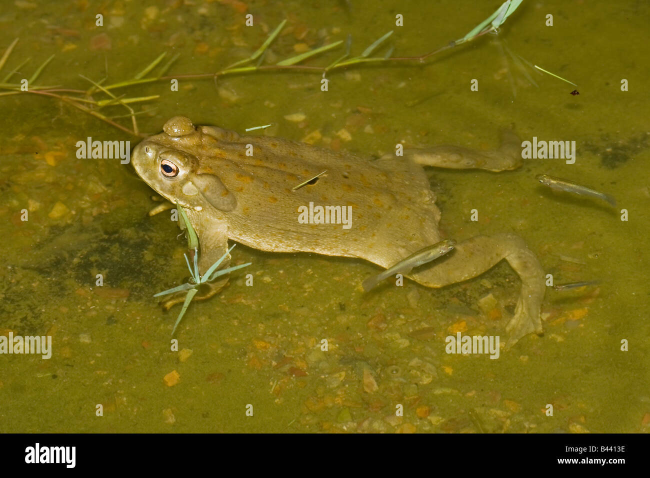 Desert fish hi-res stock photography and images - Alamy