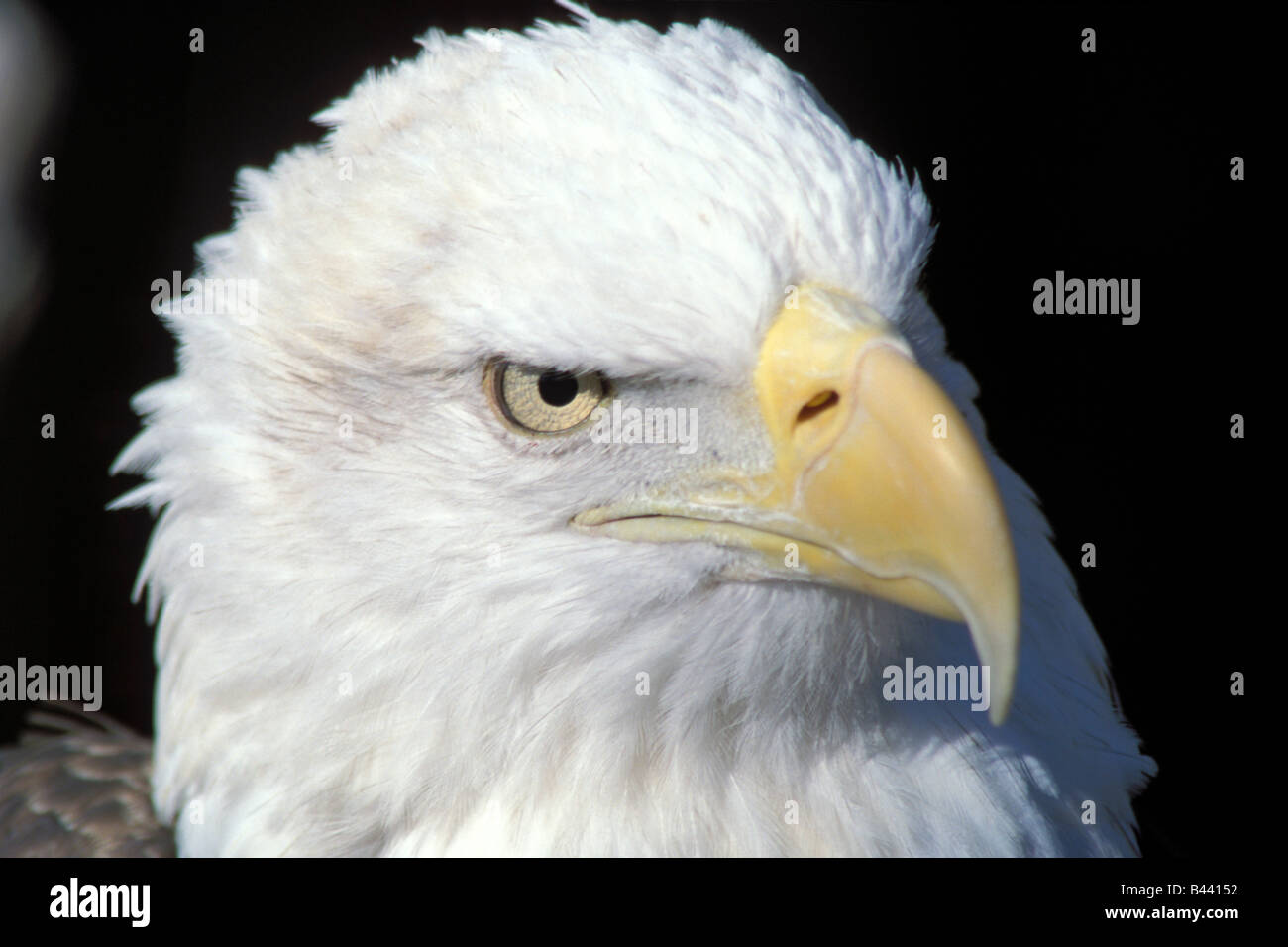 Bald Eagle Portrait Stock Photo - Alamy