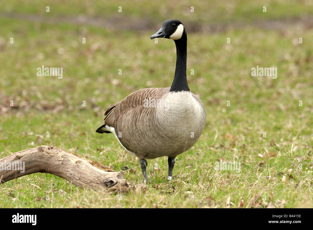 Geese in Richmond Park London England Stock Photo - Alamy