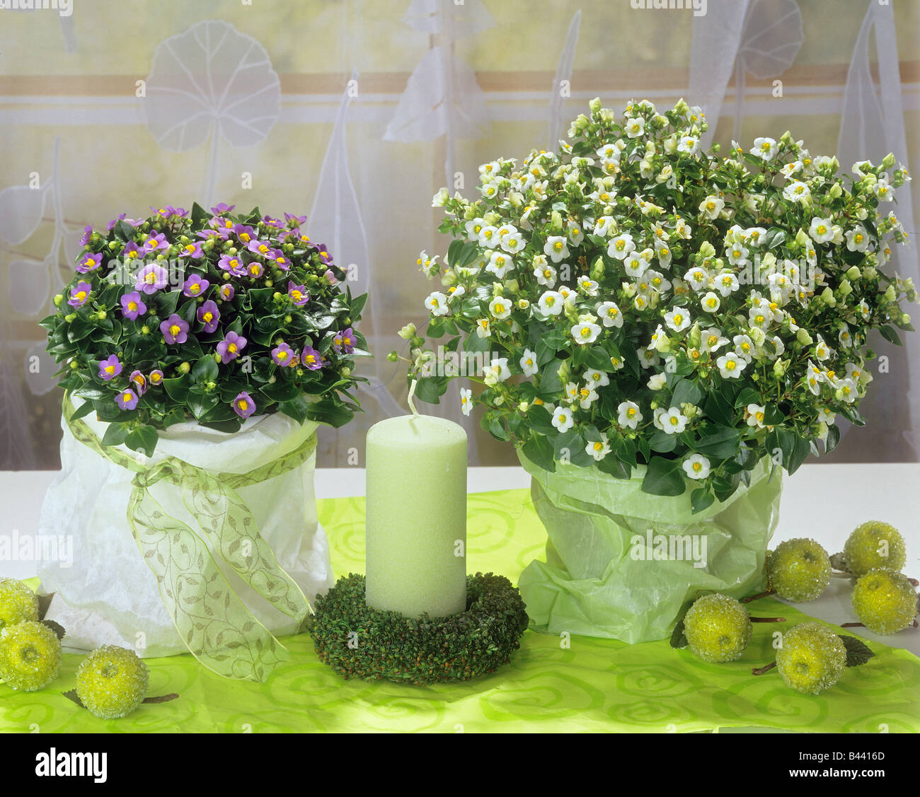 Persian Violets / Exacum affine Stock Photo - Alamy