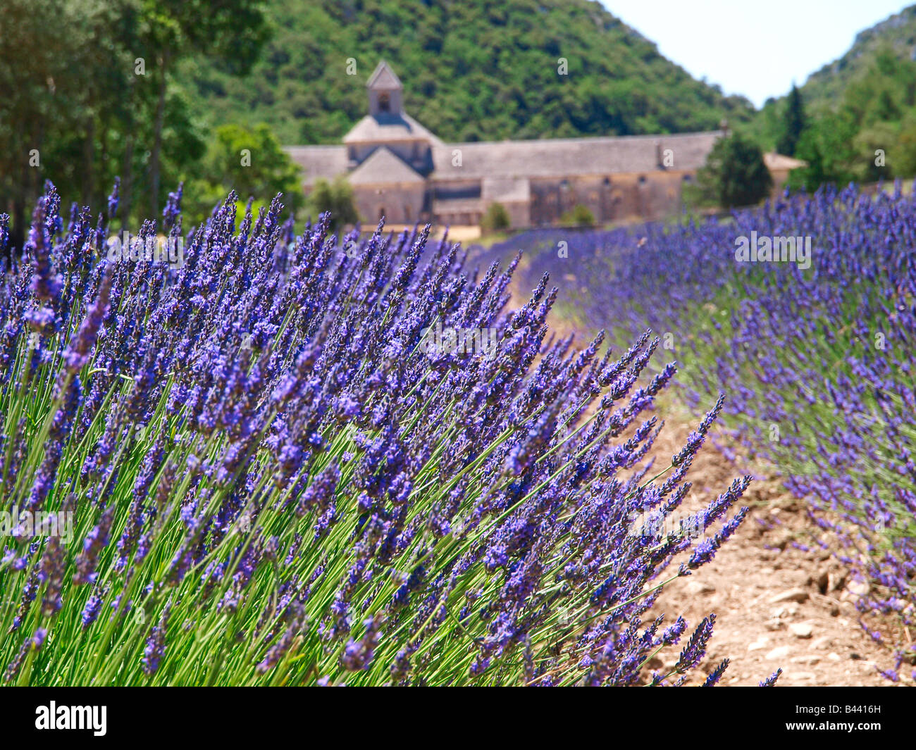 Abbaye de senanque hi-res stock photography and images - Alamy