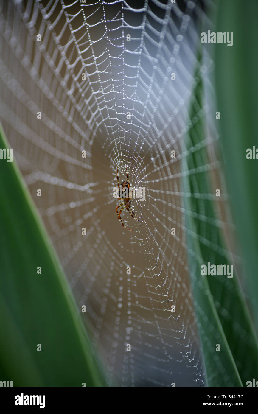 Head between her legs hi-res stock photography and images - Alamy