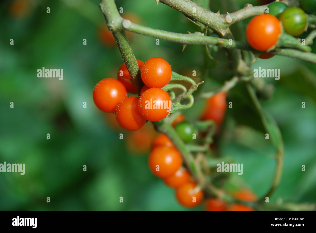 Orange coloured fruit hi-res stock photography and images - Alamy