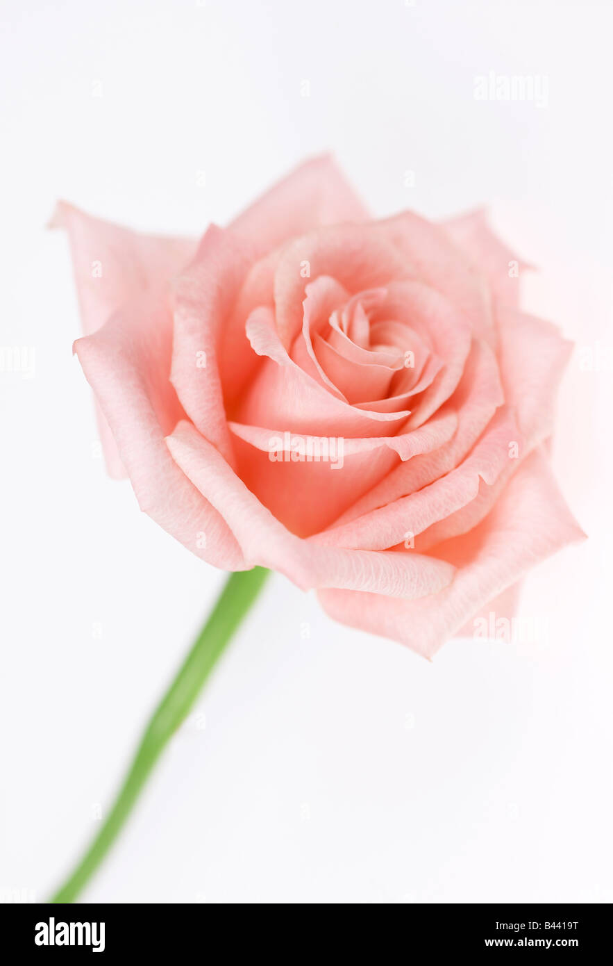 Peach Rose Flower Stock Photo - Alamy