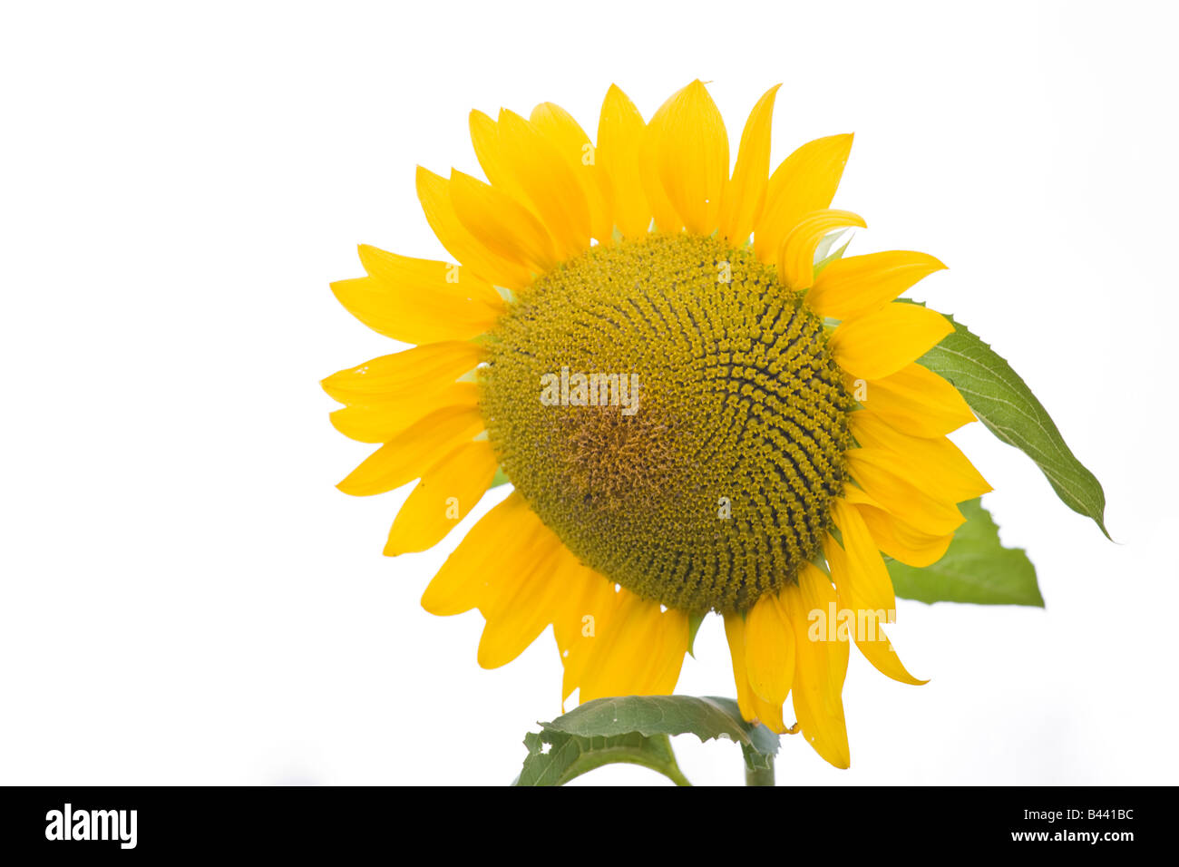 Sun flower hi-res stock photography and images - Alamy