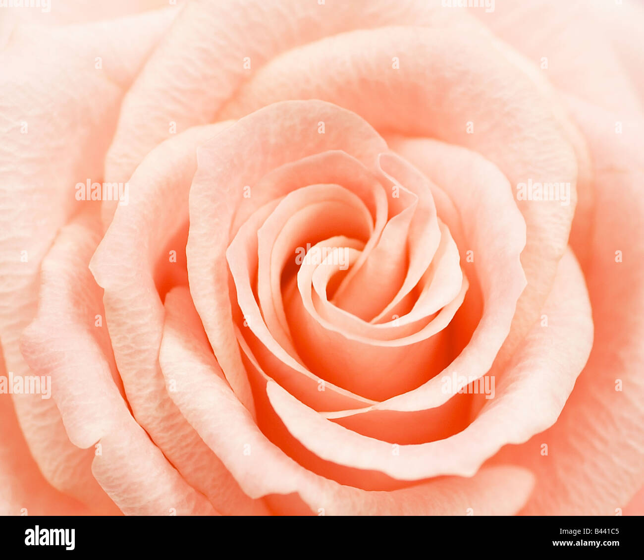 Single peach rose rosa flower hi-res stock photography and images - Alamy