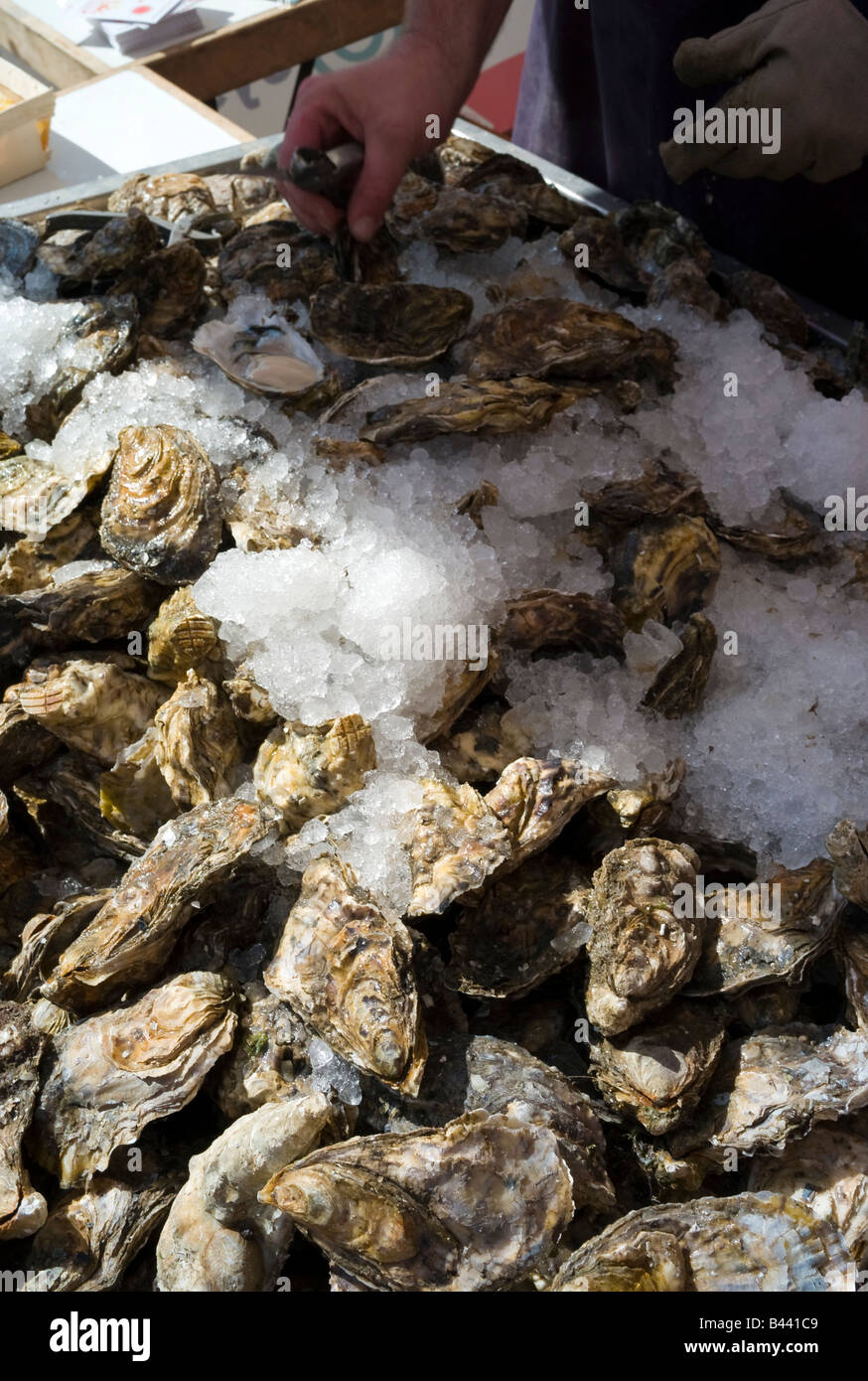 Tray of fresh oysters on ice ready for sale at a food fair, Brighton ...