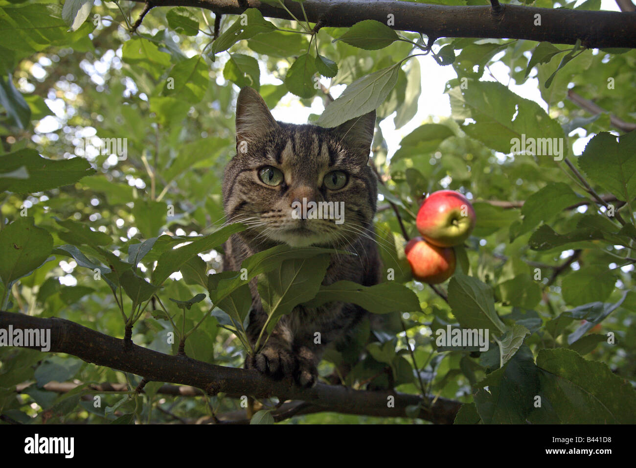 Cat in an apple tree Stock Photo - Alamy