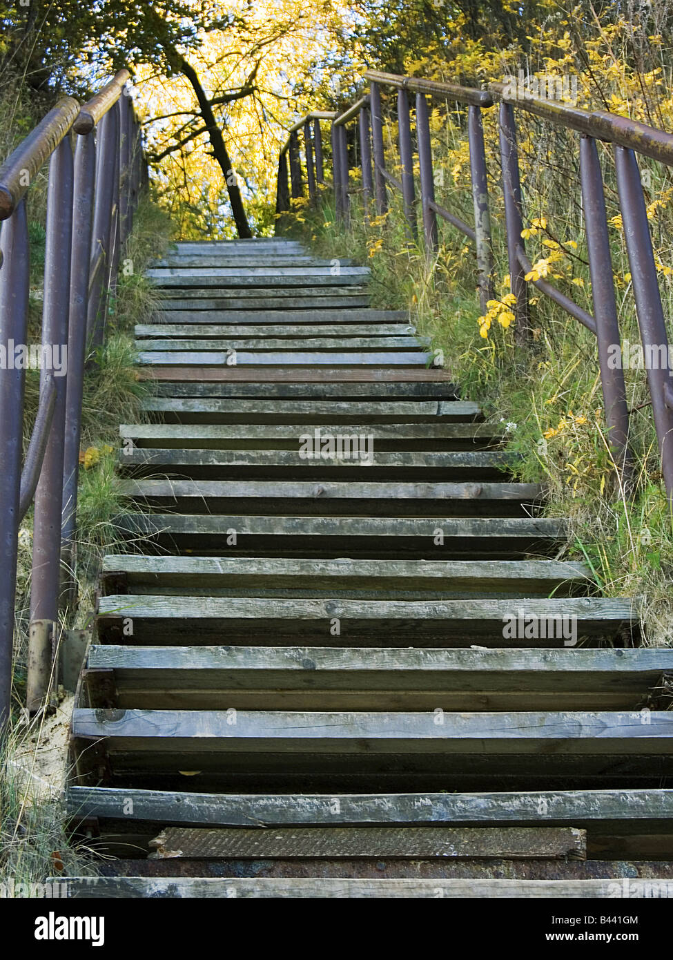 stairs in forest Stock Photo - Alamy