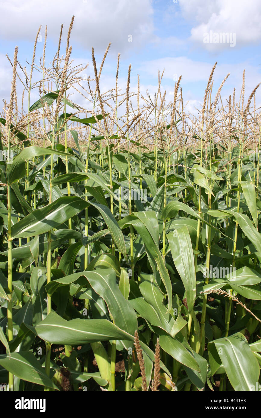 Corn on the cob growing in a farmers field Stock Photo - Alamy