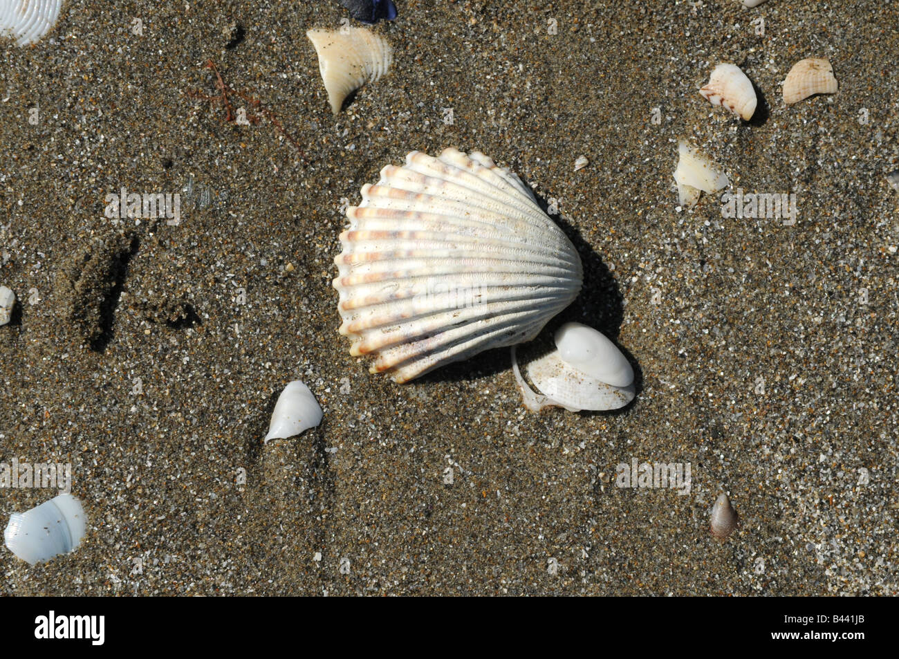 Shells Venice Italy Stock Photo - Alamy