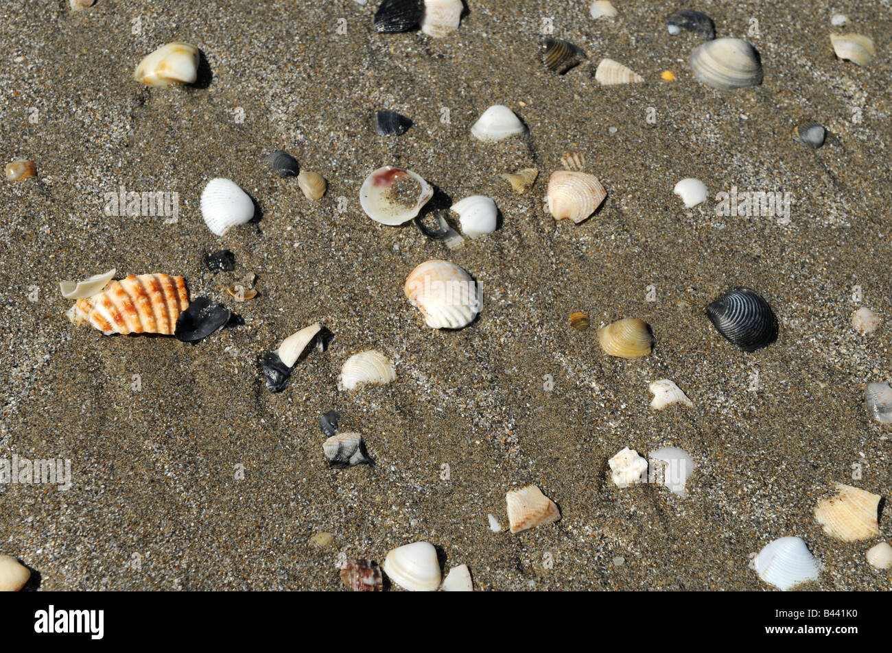 Shells Venice Italy Stock Photo - Alamy