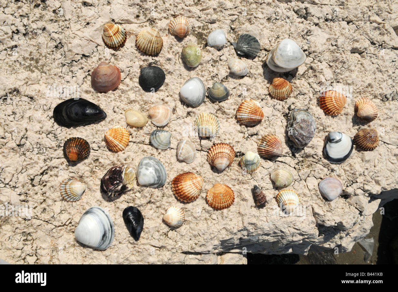 Shells Venice Italy Stock Photo - Alamy