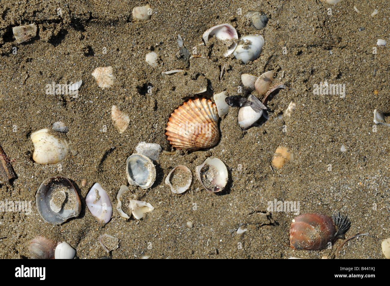Shells Venice Italy Stock Photo - Alamy