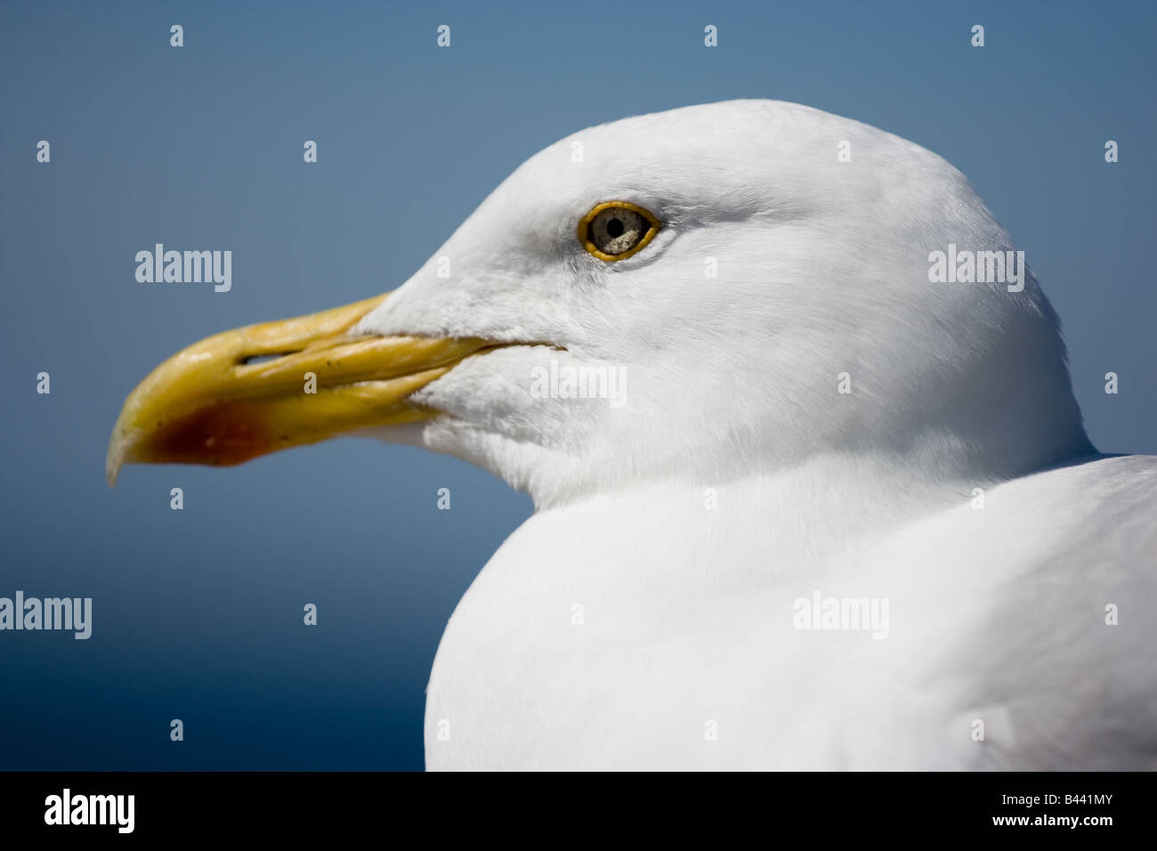 Common gull in the uk hi-res stock photography and images - Alamy
