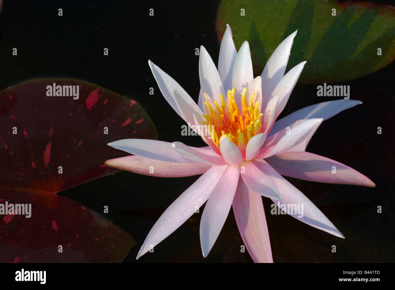 A pale pink water lily in morning sunlight Stock Photo - Alamy