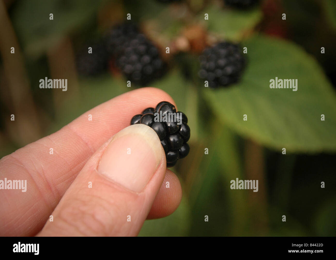 A close up of a bramble just having been picked Stock Photo - Alamy