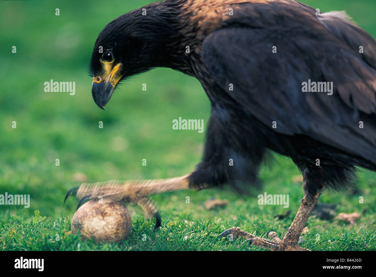 Striated Caracara or Johnny Rook (Phalcoboenus australis) Trying to ...