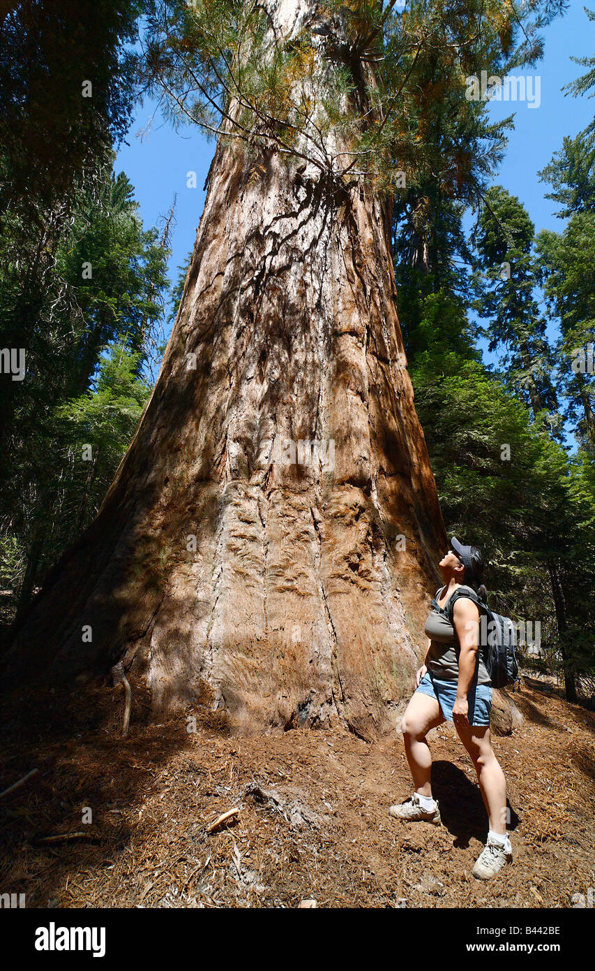 Giant sequoia tree hi-res stock photography and images - Alamy