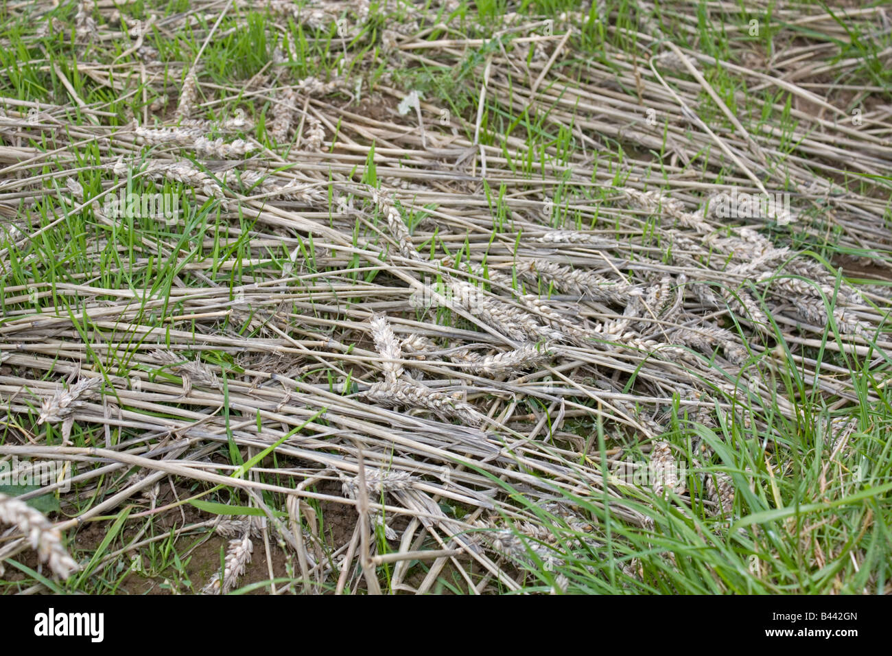 Wheat knocked down laying on ground wet late harvest rain damage UK ...
