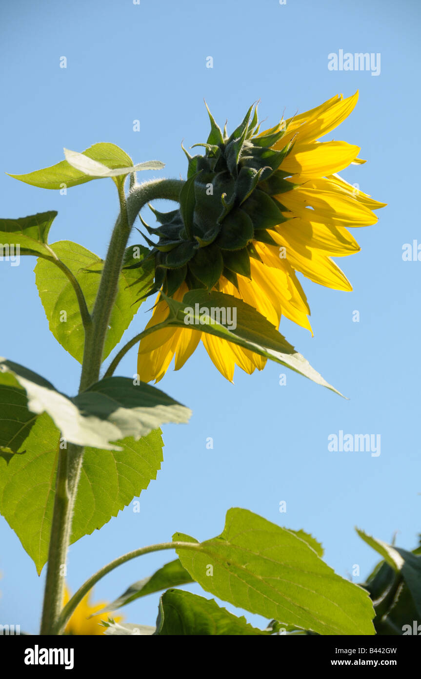 Backside of sunflower hi-res stock photography and images - Alamy
