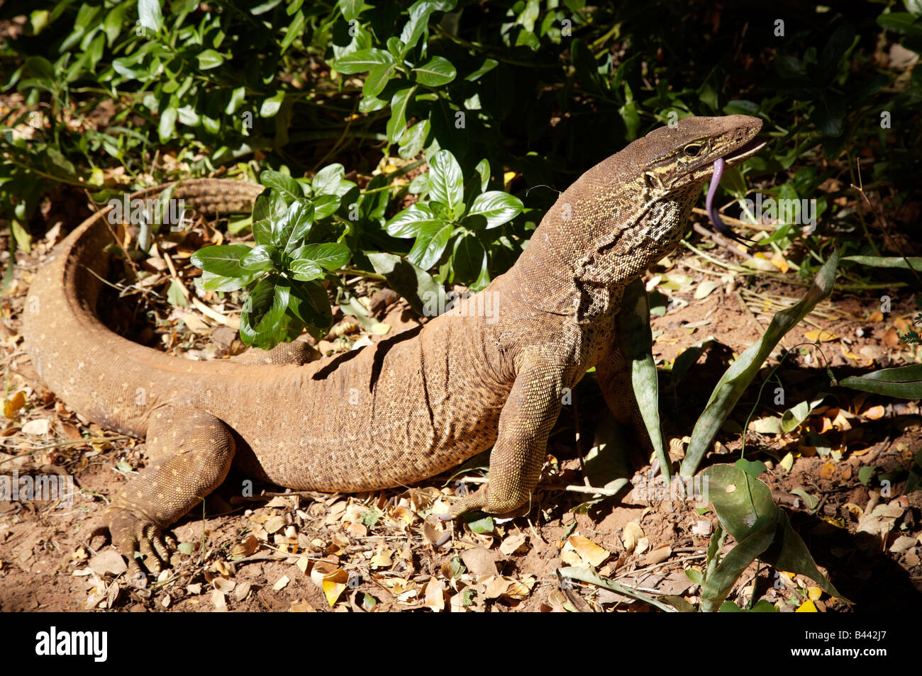 Goanna lizard australia hi-res stock photography and images - Alamy