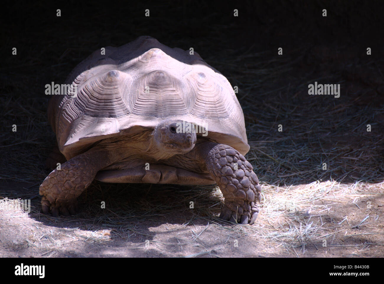 Land turtle hi-res stock photography and images - Alamy