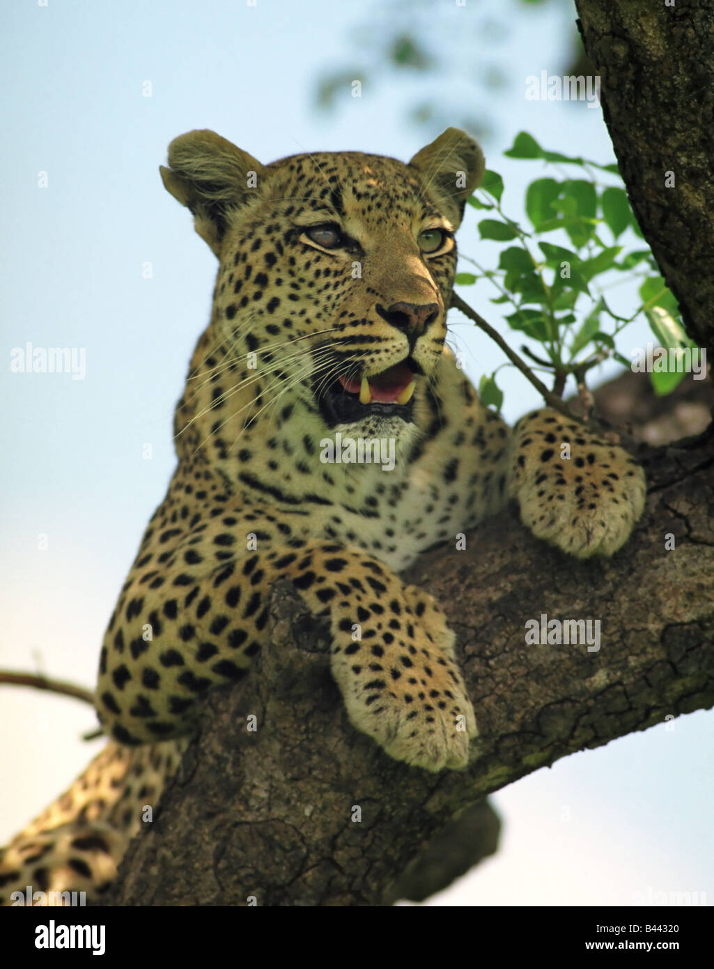 Leopard sitting on a tree branch in South Africa national park Stock ...