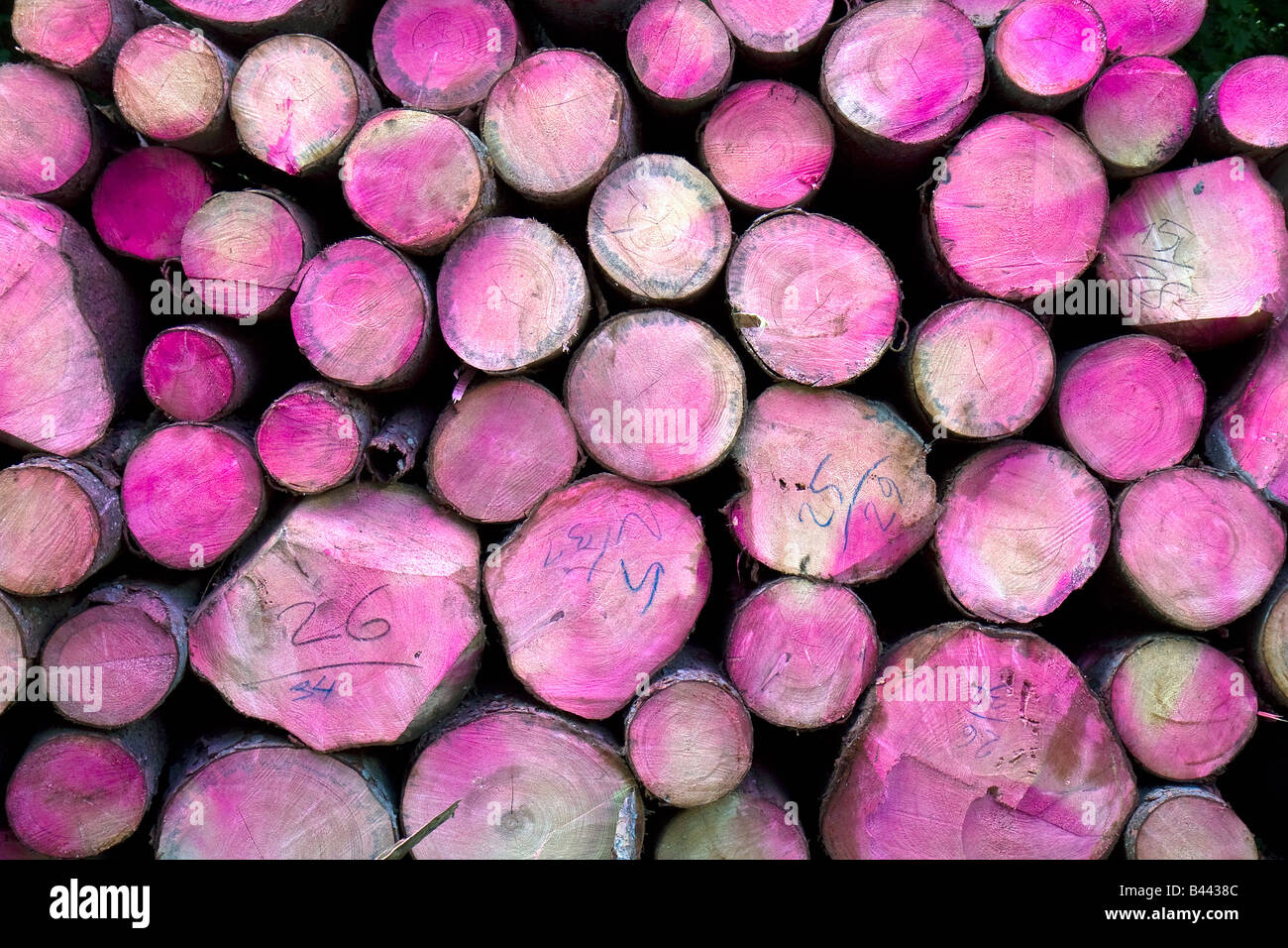 Pink firewood hi-res stock photography and images - Alamy