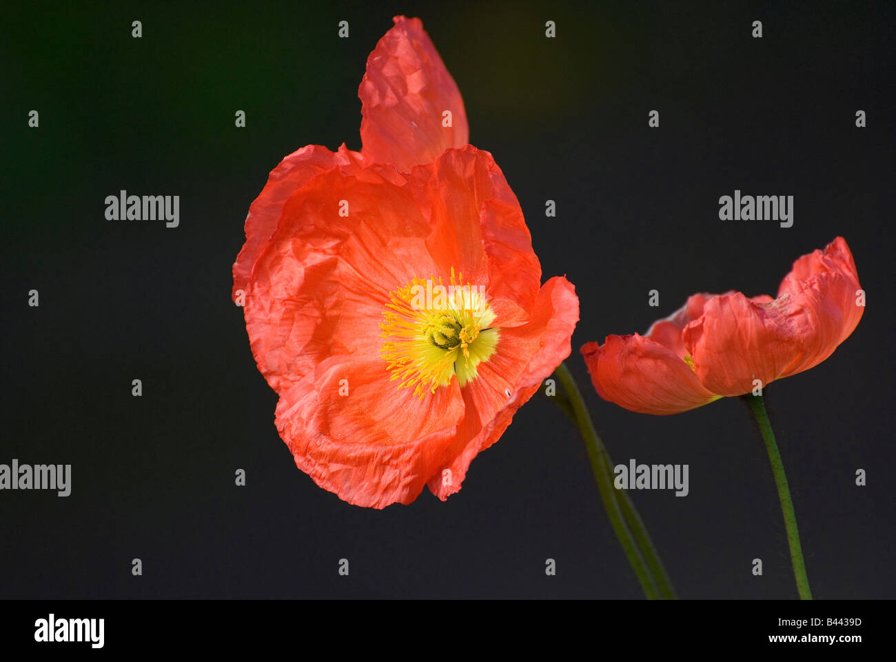 Single Red Poppy against black background Stock Photo - Alamy