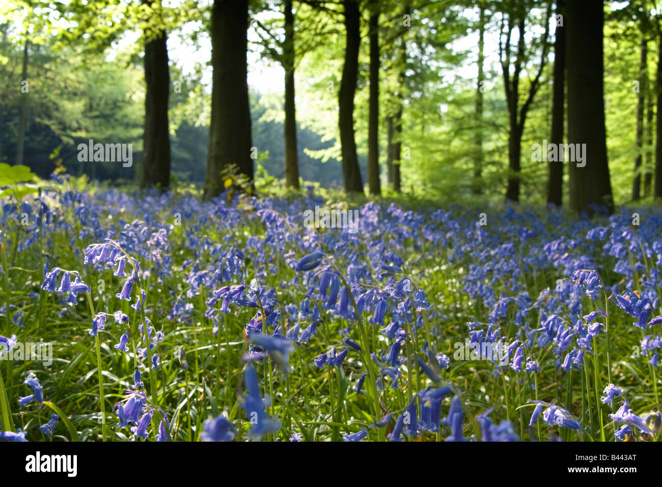 Bluebells on forest floor Stock Photo - Alamy