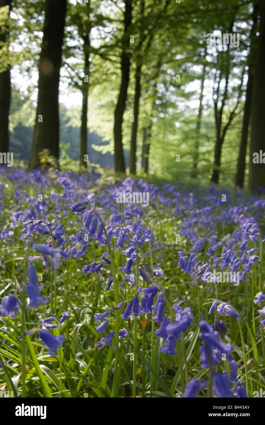Bluebells along the forest floor Stock Photo - Alamy